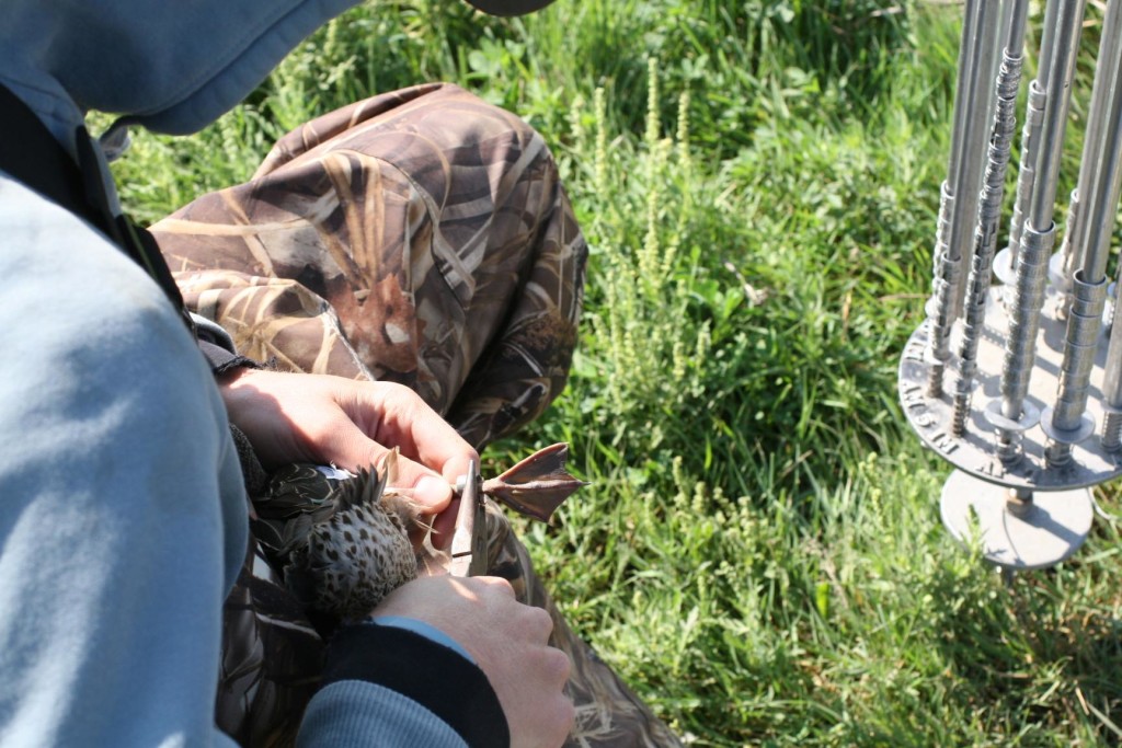waterfowl Archives - Eric Hanson
